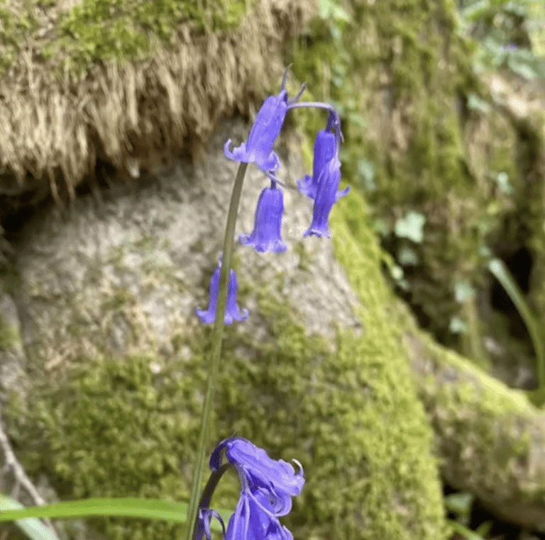 A woodland walk through Chesham Bois - Sustainable Amersham